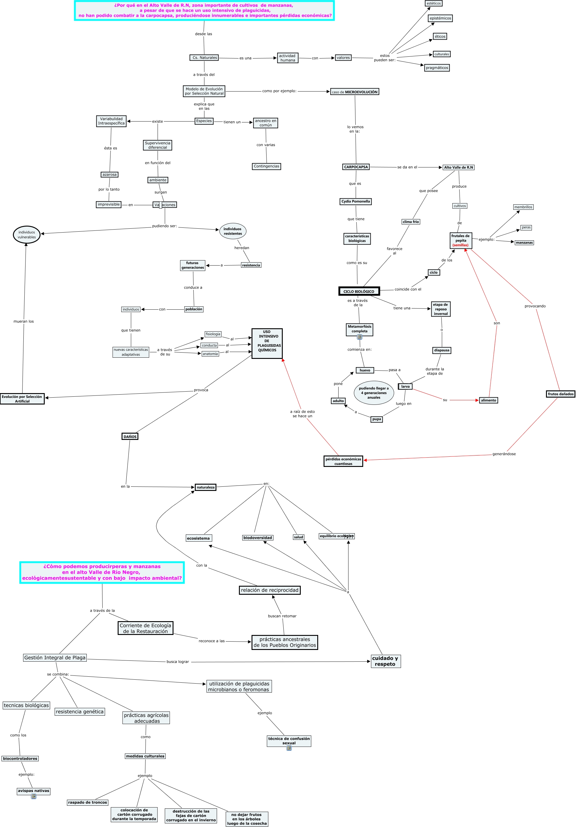 RED CONCEPTUAL CARPOCAPSA